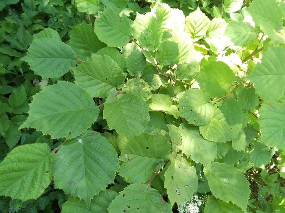 Harilik sarapuu - MUHU SEIKLUSPARK
