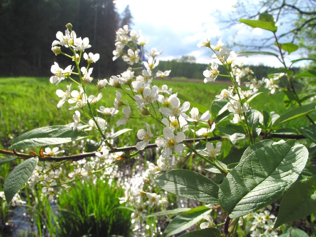 Harilk toomingas - MUHU SEIKLUSPARK