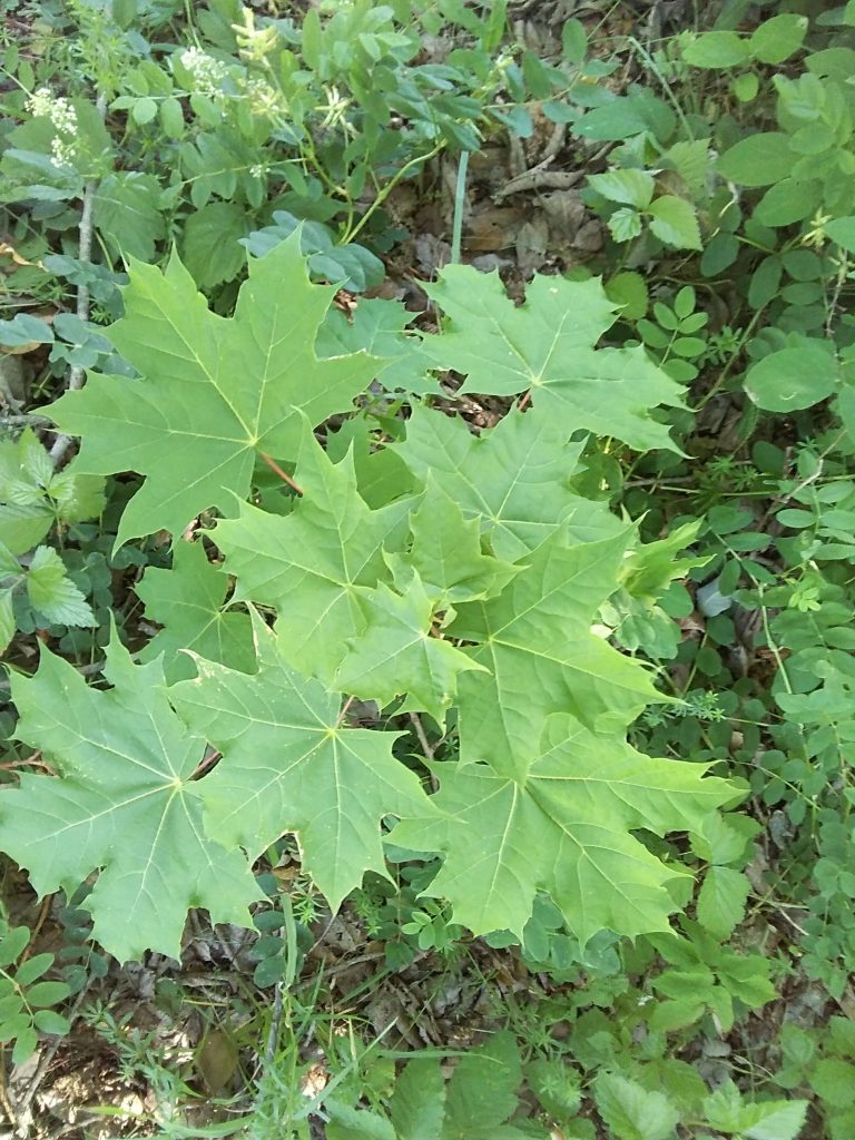 Harilik vaher - MUHU SEIKLUSPARK